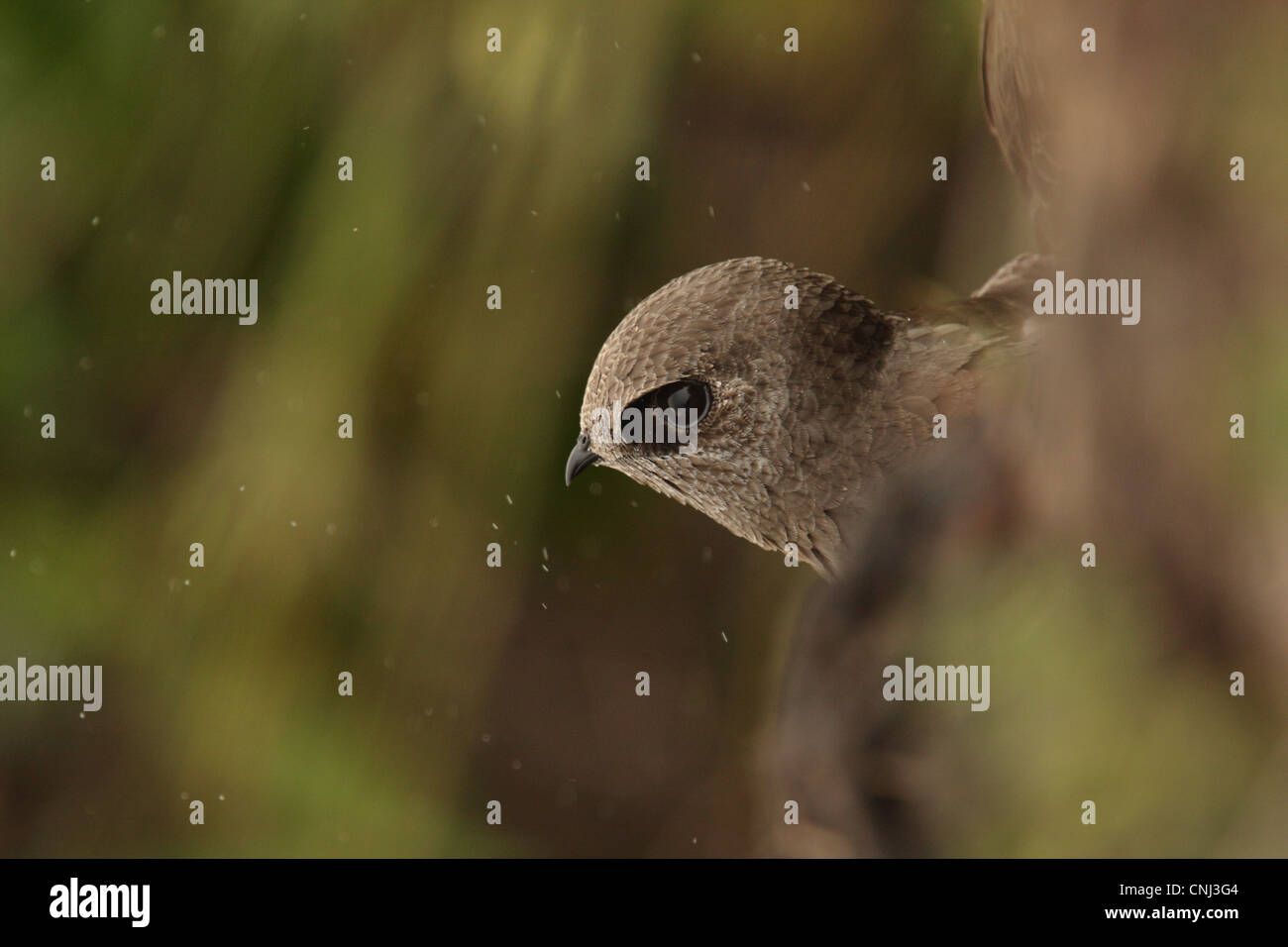 Great Dusky Swift Cypseloides senex adult looking out roost site beside ...