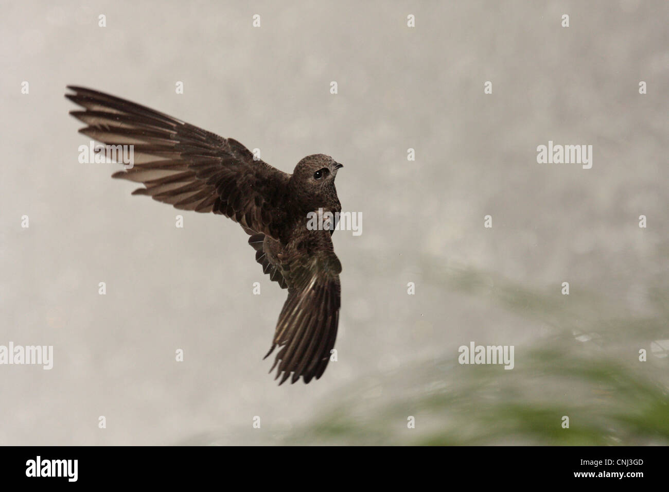 Great Dusky Swift (Cypseloides senex) adult, in flight, landing at ...