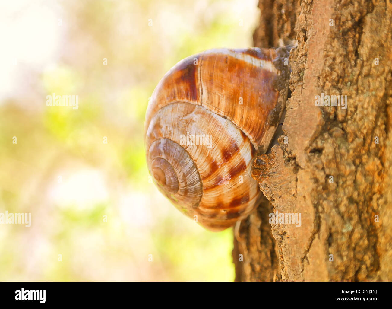 Snail sitting on tree in forest hidden Stock Photo - Alamy
