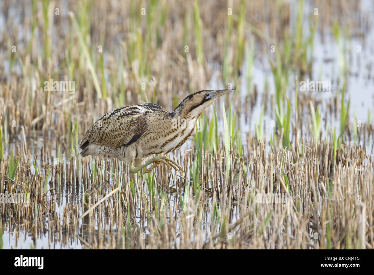 Great Bittern (Botaurus stellaris) adult male, walking through cut ...