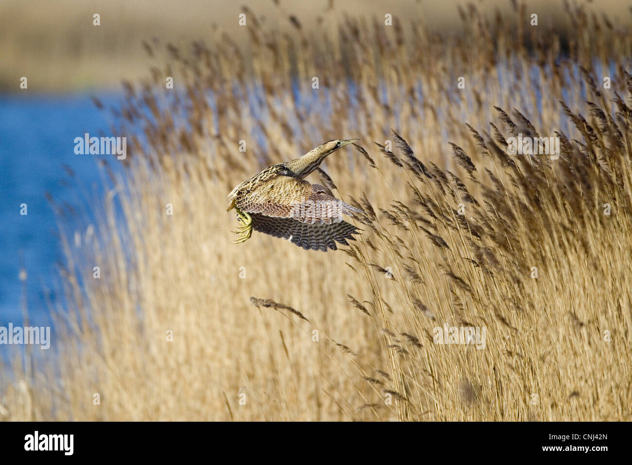 Great Bittern (Botaurus stellaris) adult, in flight over reedbed ...
