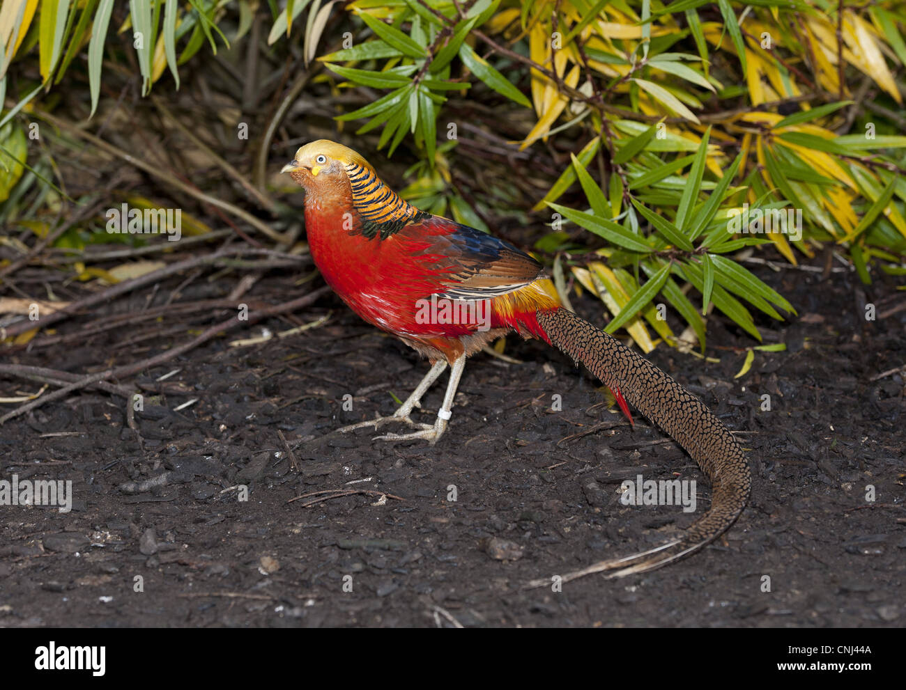 Golden Pheasant (Chrysolophus pictus) adult male, standing, Whitewell ...