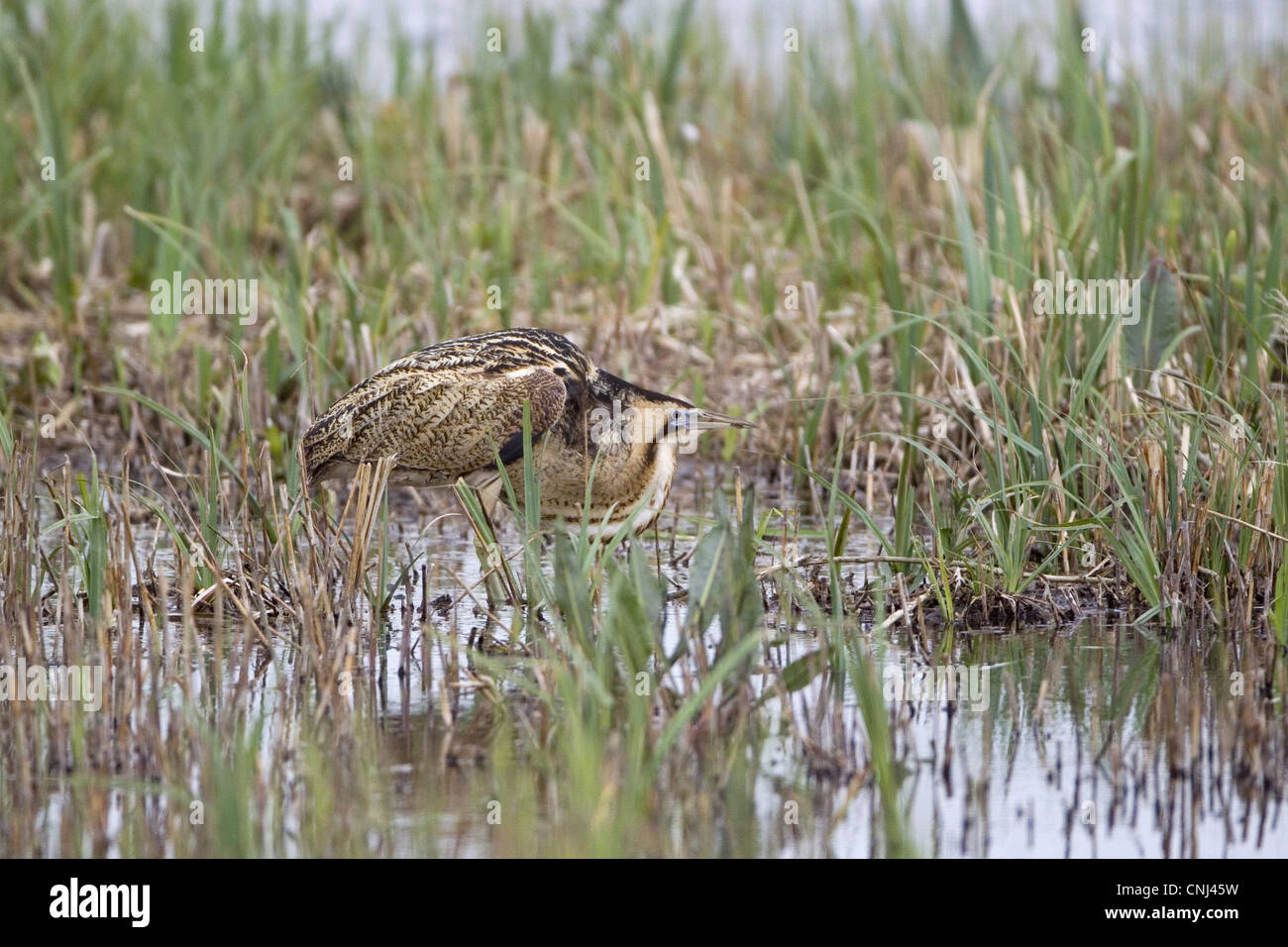 Booming bitterns hi-res stock photography and images - Alamy