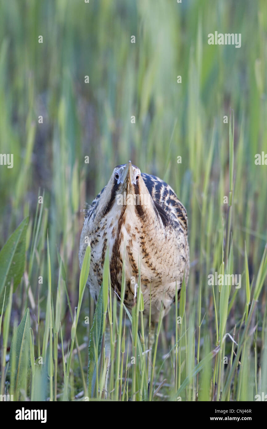 Male bittern uk hi-res stock photography and images - Alamy
