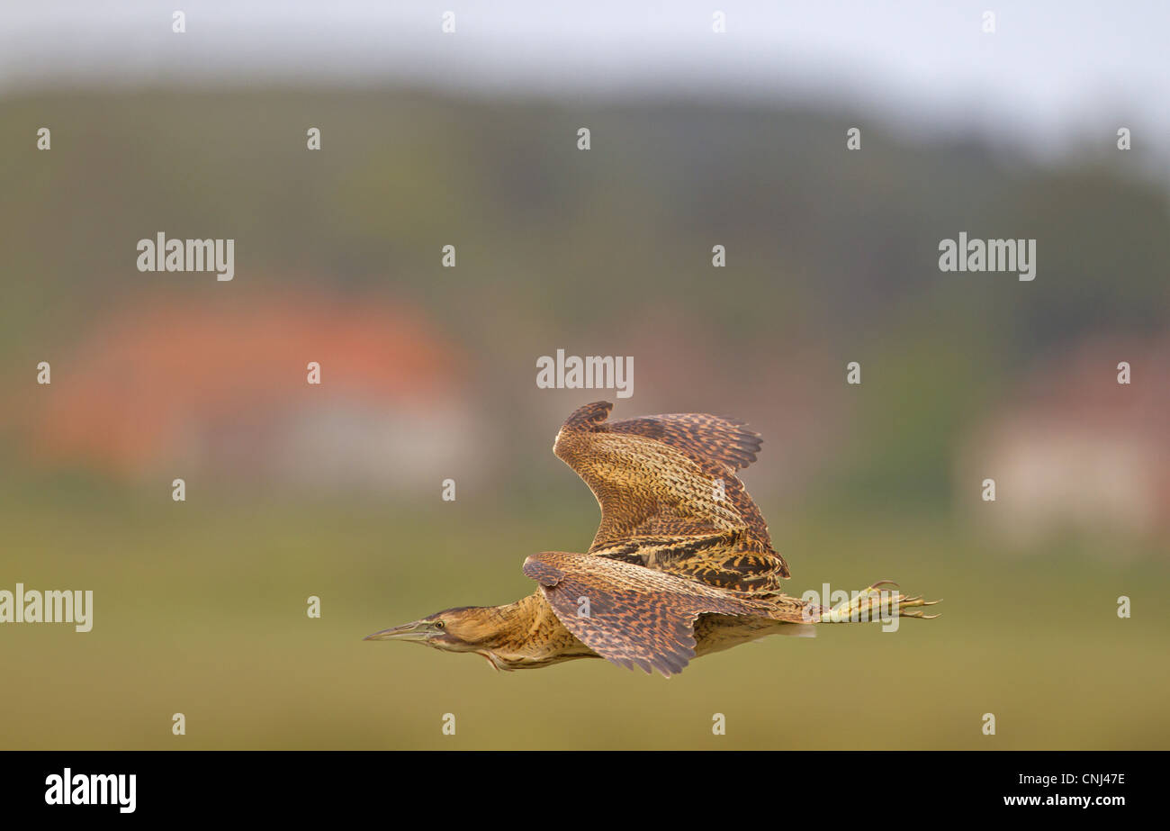 Great Bittern (Botaurus stellaris) adult, in flight, Titchwell RSPB ...
