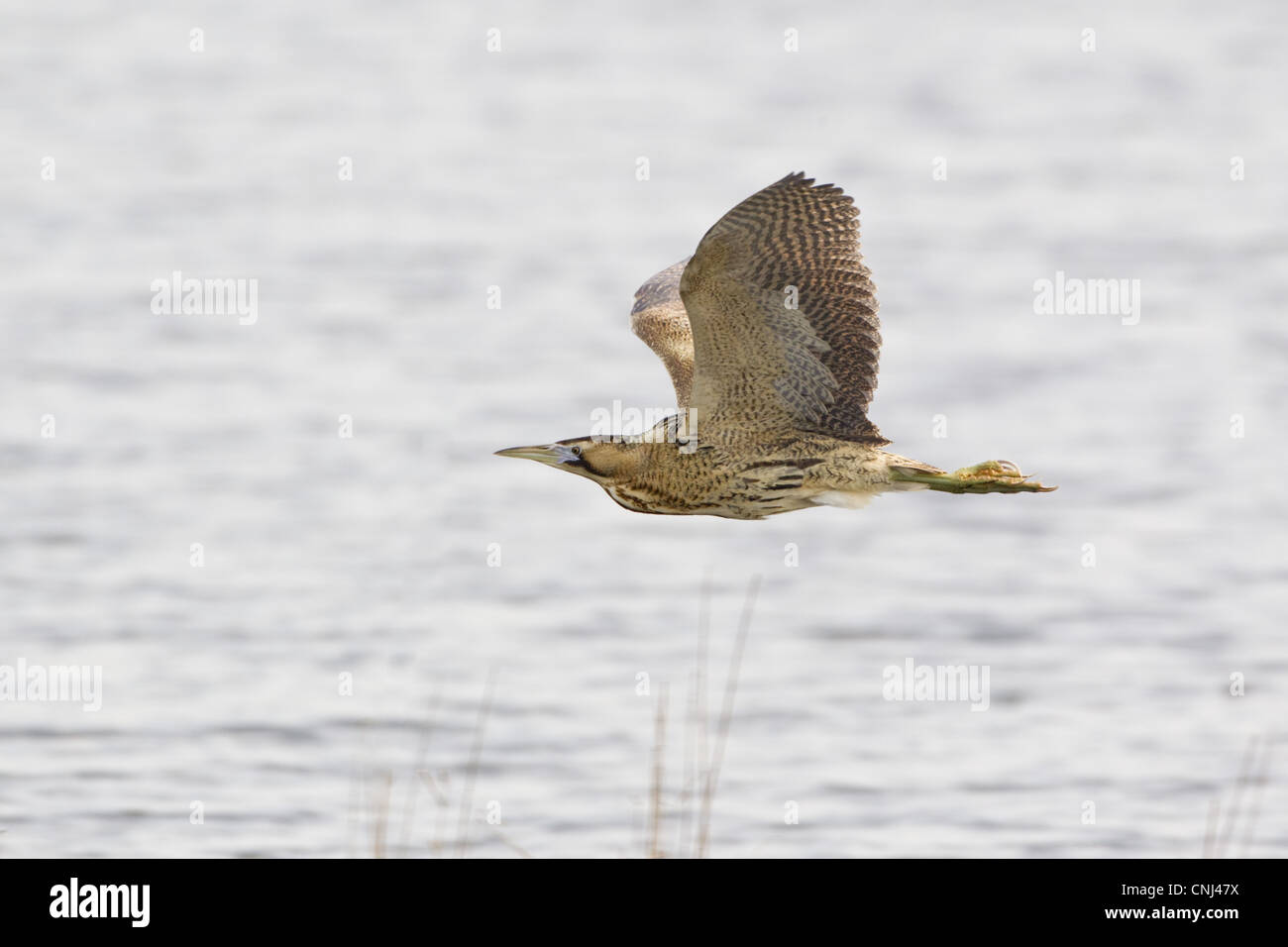 Great Bittern (Botaurus stellaris) adult, in flight over water ...
