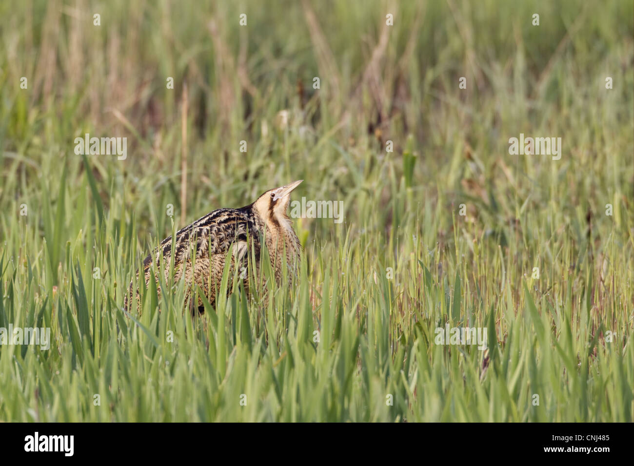 Bittern calling uk hi-res stock photography and images - Alamy