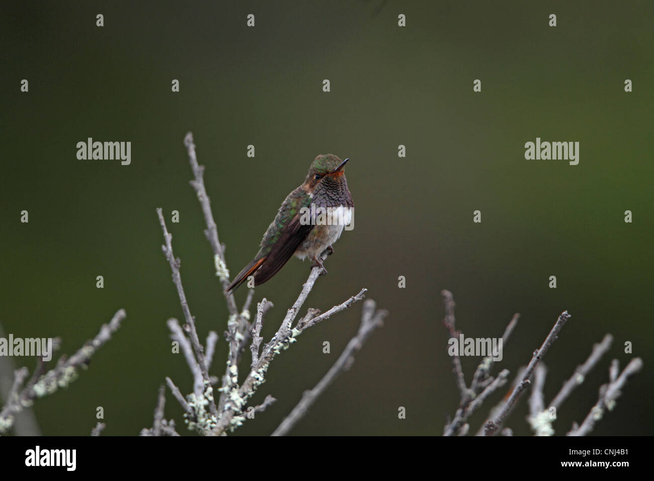 Volcano Hummingbird (Selasphorus flammula) adult male, perched in bush ...