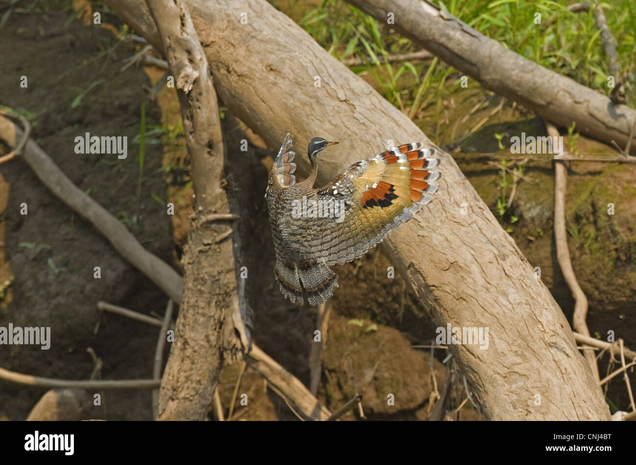 Sunbittern Eurypyga helias adult in flight landing on log at edge river ...