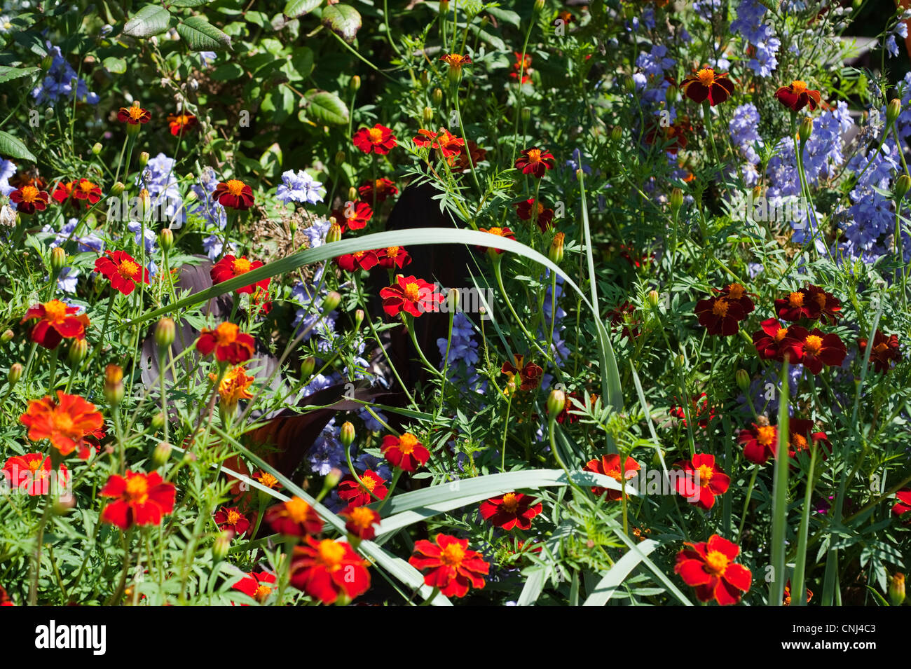 Tagetes Cinnabar in the Long Border in the gardens at Great Dixter in ...