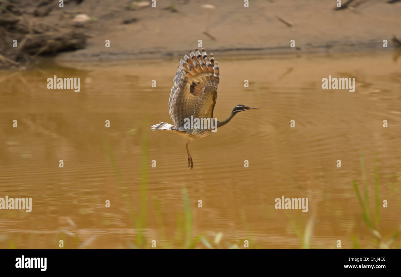 Sunbittern (Eurypyga helias) adult, in flight over river, Tambopata ...