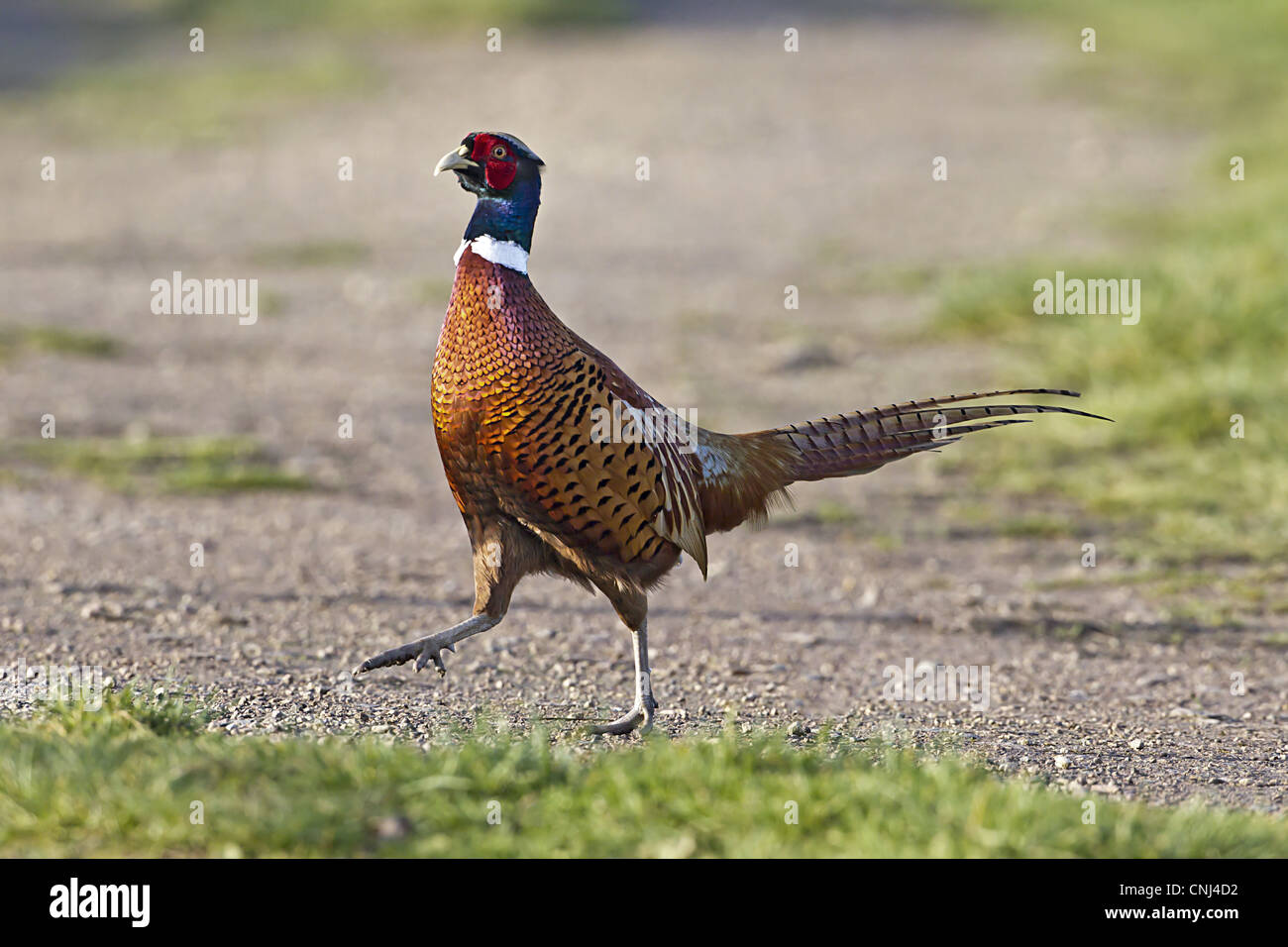 Common Pheasant (Phasianus colchicus) adult male, walking along farm ...