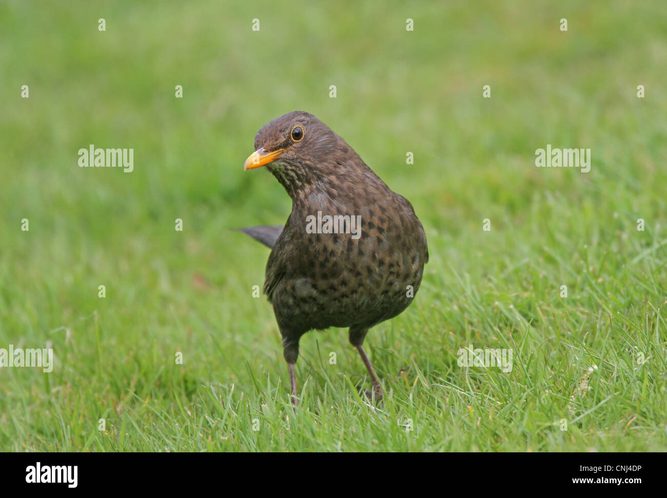European Blackbird (Turdus merula) adult female, listening for ...