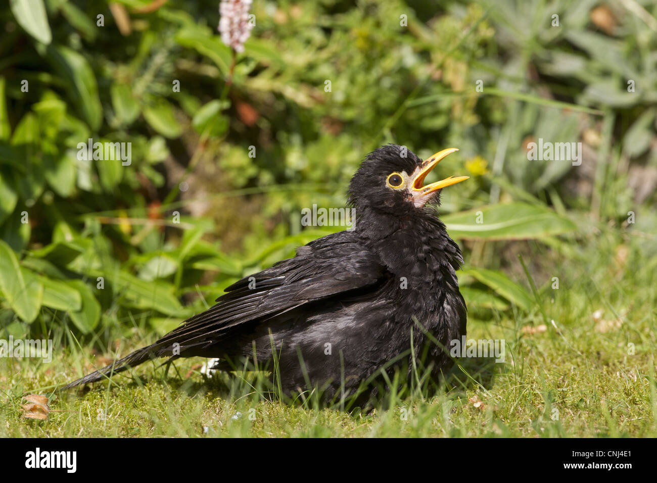 European Blackbird (Turdus merula) adult male, sunbathing on garden ...