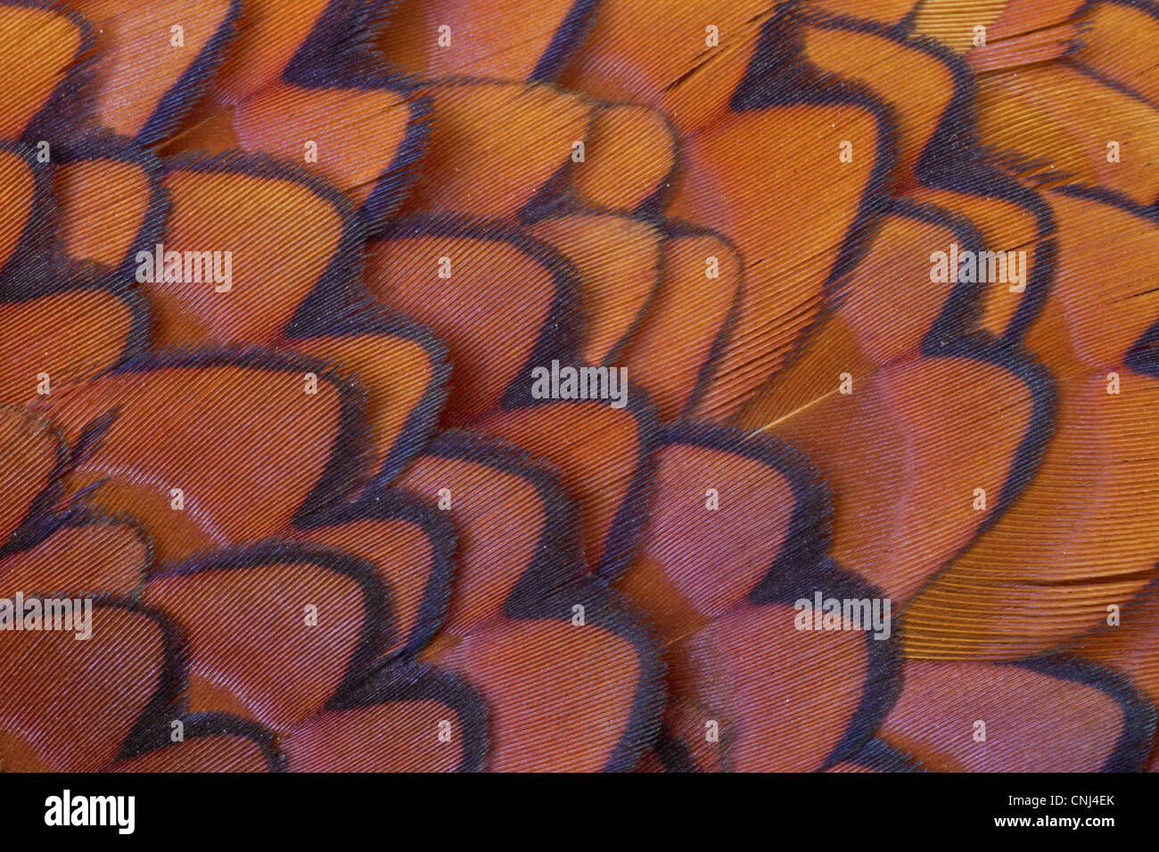 Common Pheasant (Phasianus colchicus) adult male, close-up of feathers ...