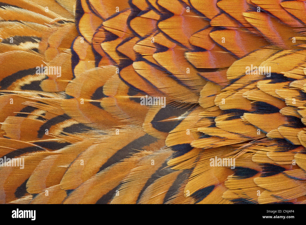 Common Pheasant (Phasianus colchicus) adult male, close-up of feathers ...