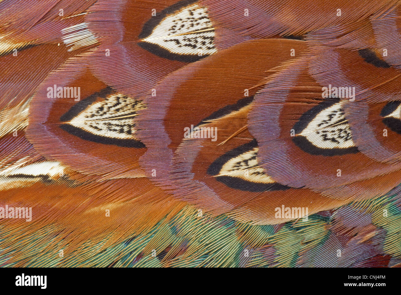 Common Pheasant (Phasianus colchicus) adult male, close-up of feathers ...