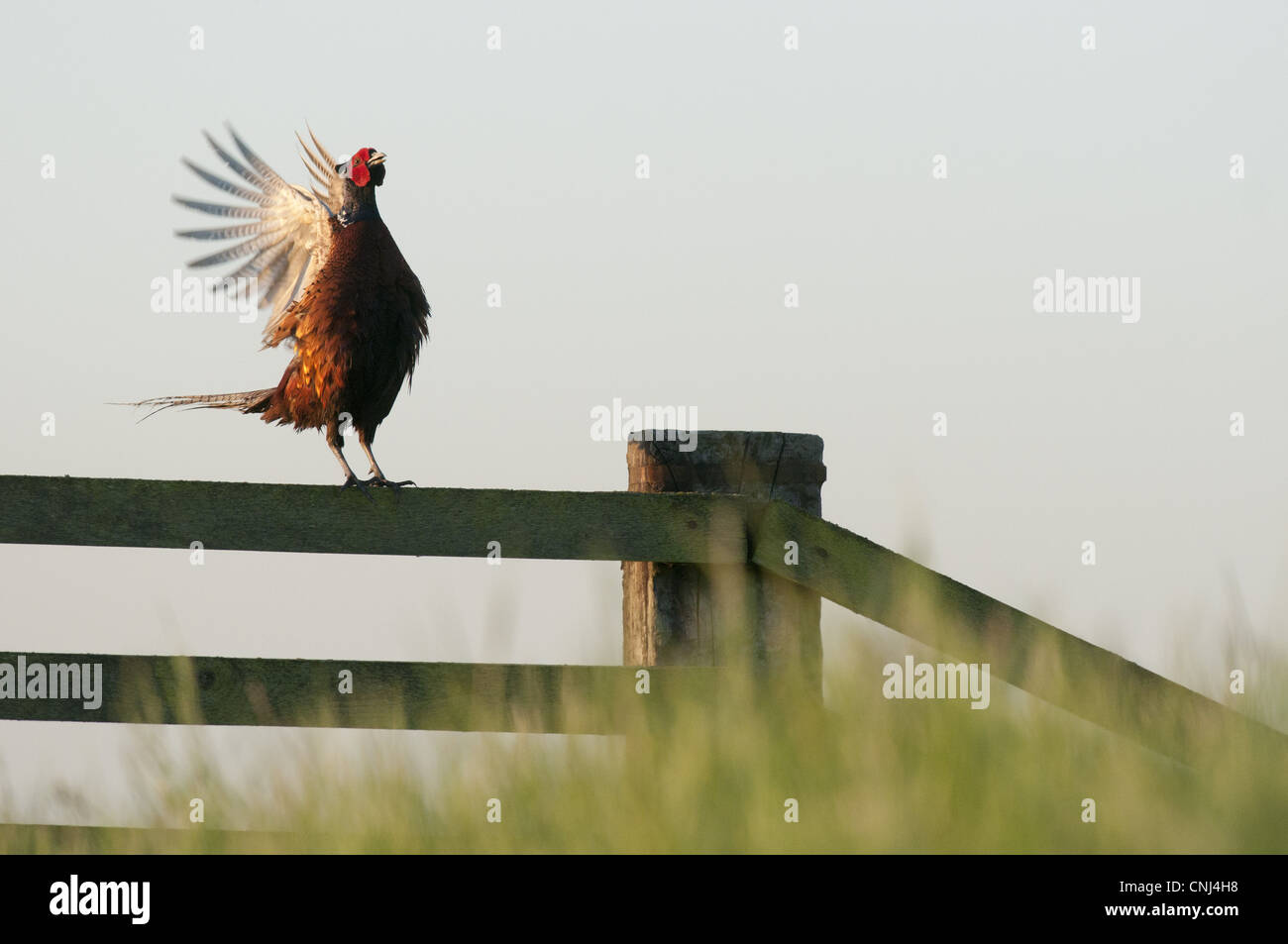 Common Pheasant (Phasianus colchicus) adult male, displaying on fence ...