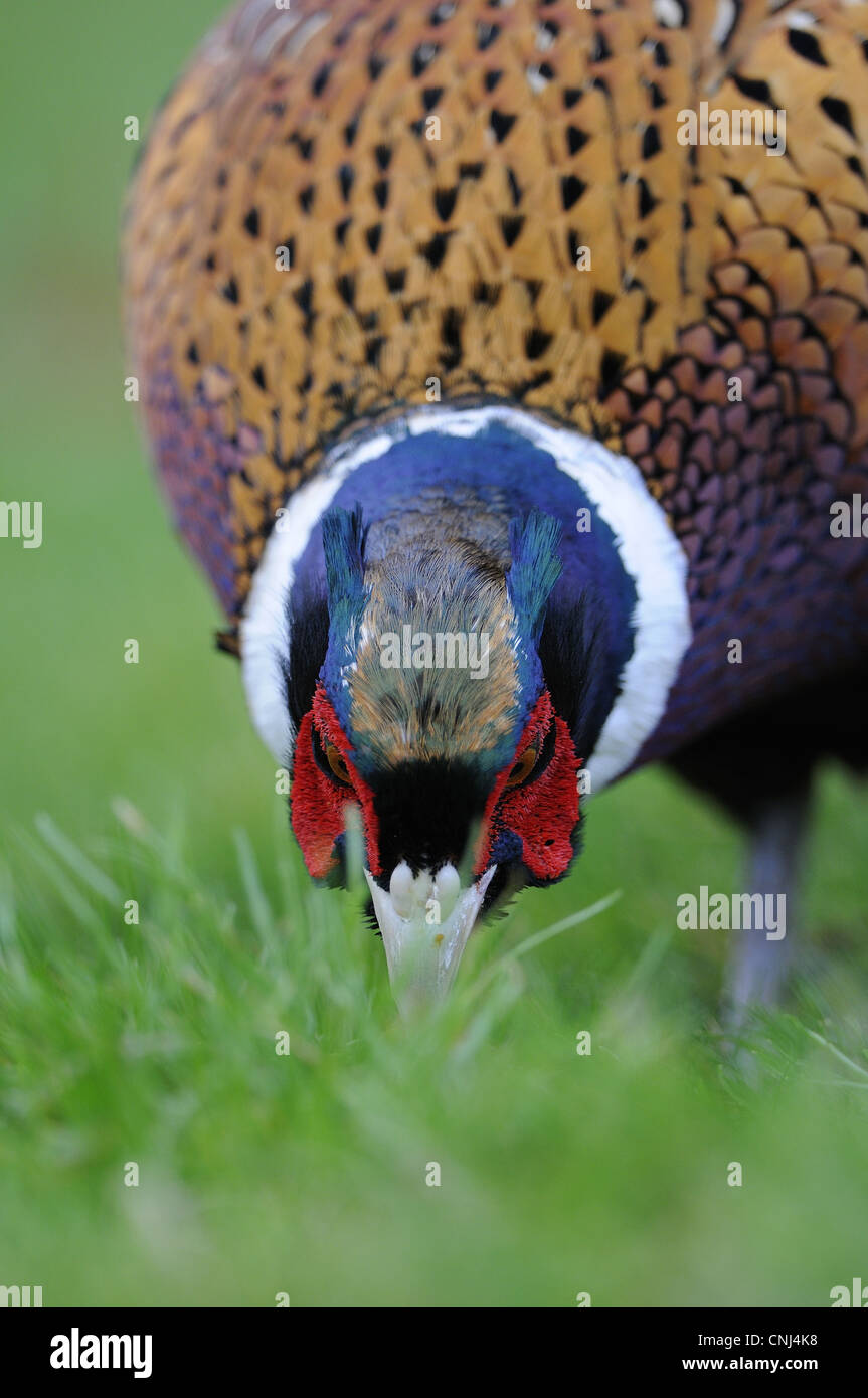 Common Pheasant (Phasianus colchicus) adult male, close-up of head ...