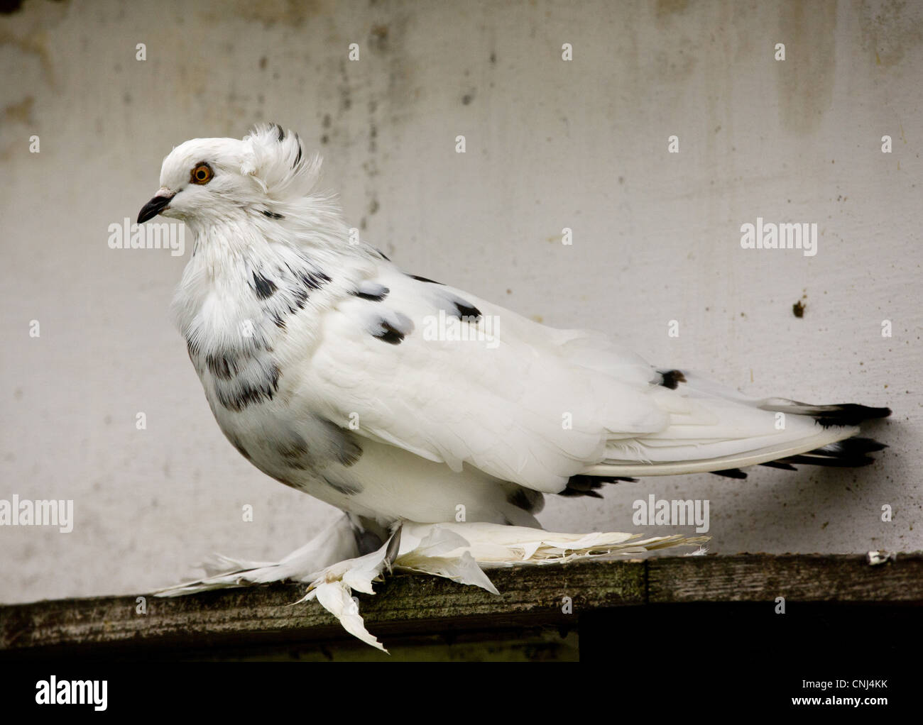 Pigeon cotes hi-res stock photography and images - Alamy