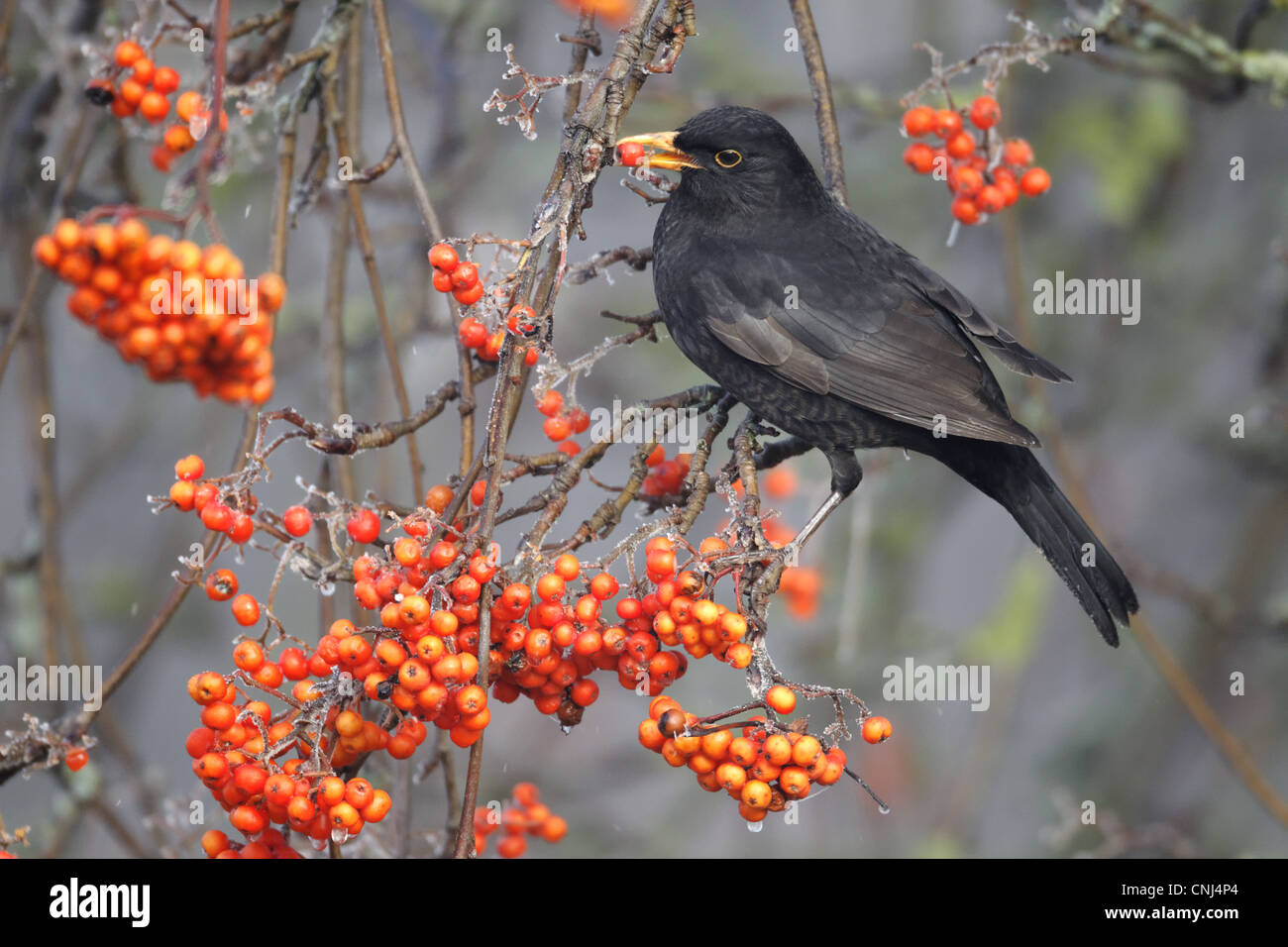 European Blackbird (Turdus merula) adult male, feeding on rowan berries ...