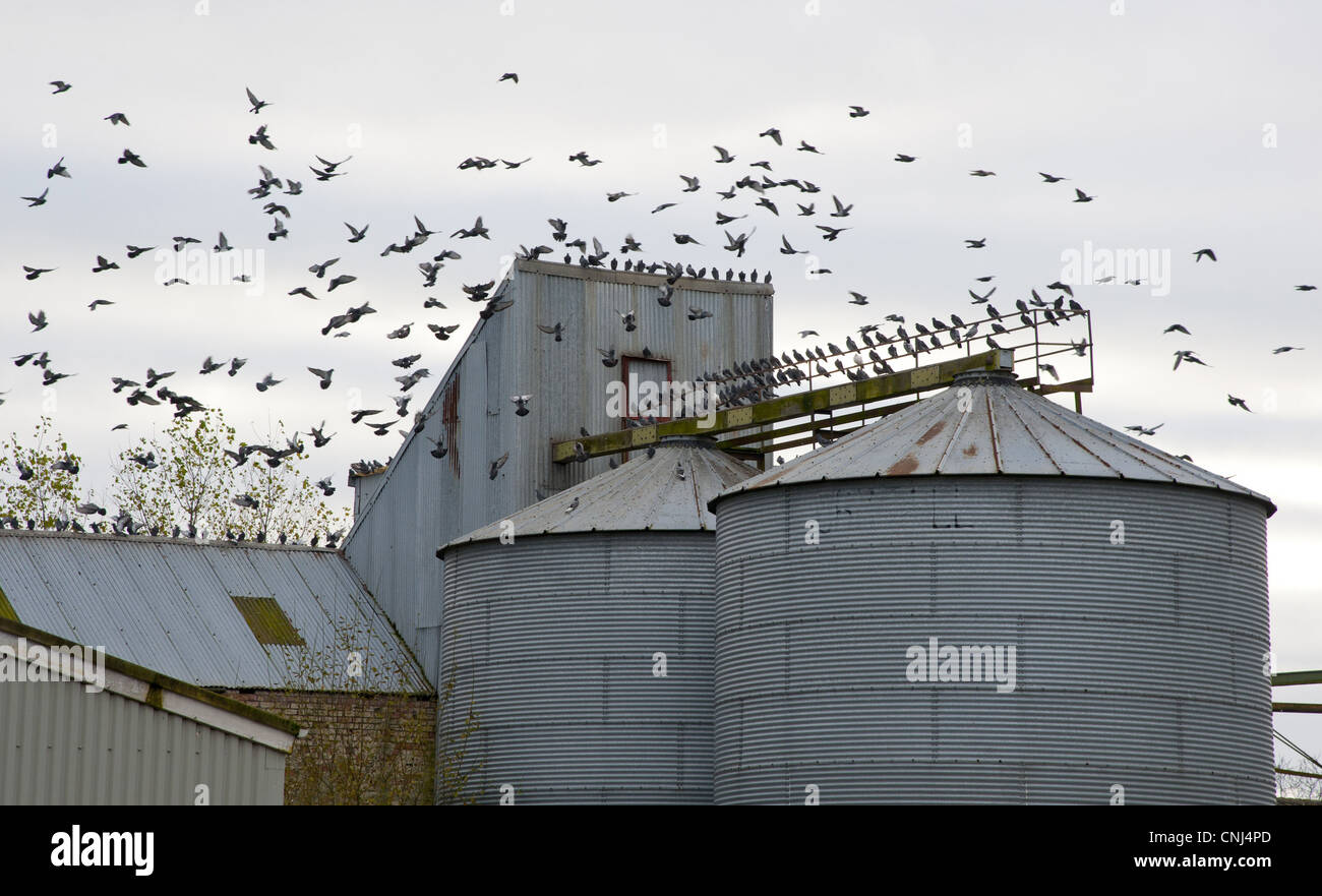 Feral pigeon building farm hi-res stock photography and images - Alamy
