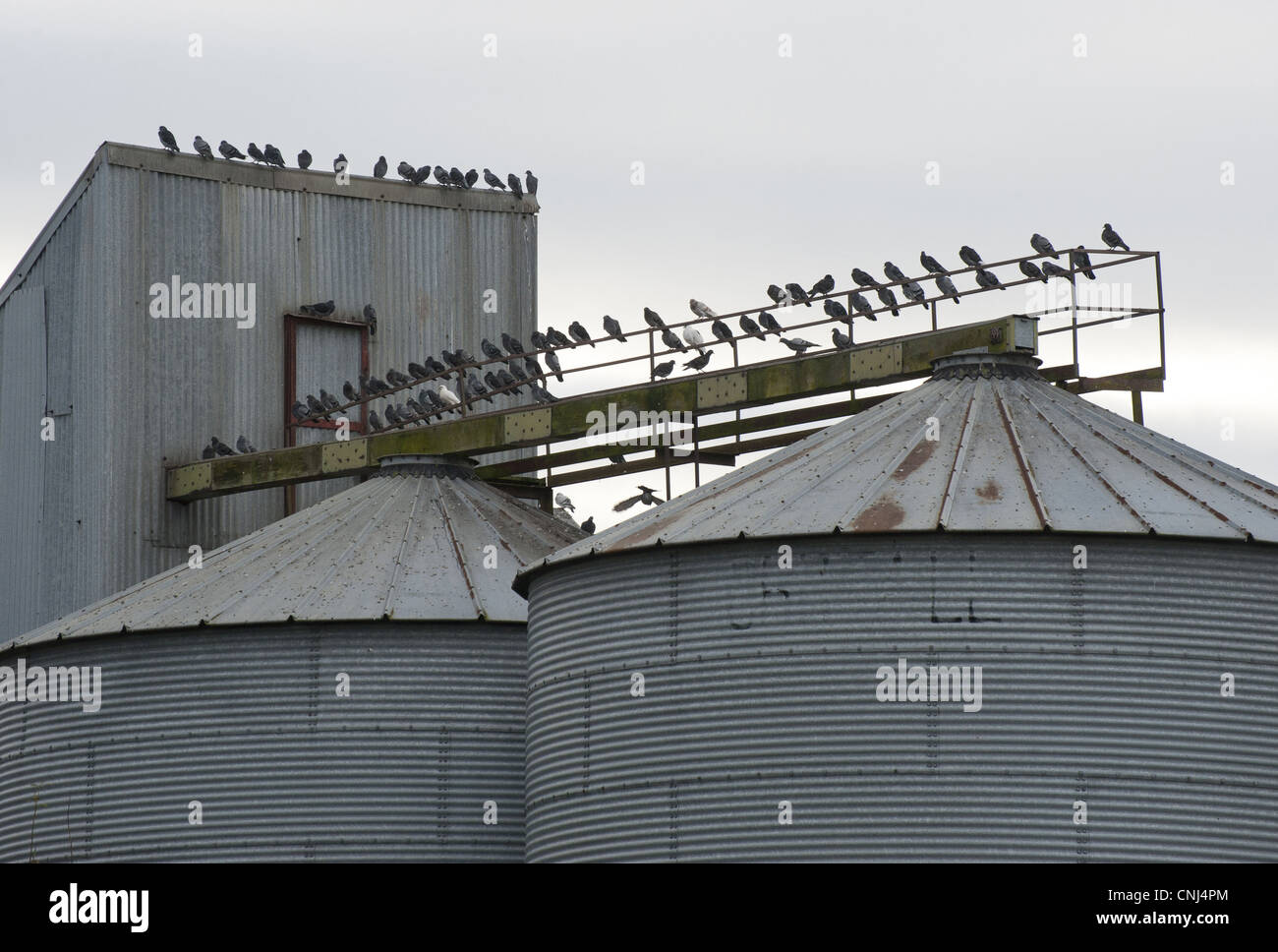 Feral pigeon building farm hi-res stock photography and images - Alamy