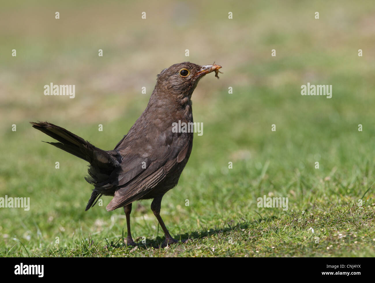 European Blackbird Turdus merula adult female feeding Smooth Newt ...