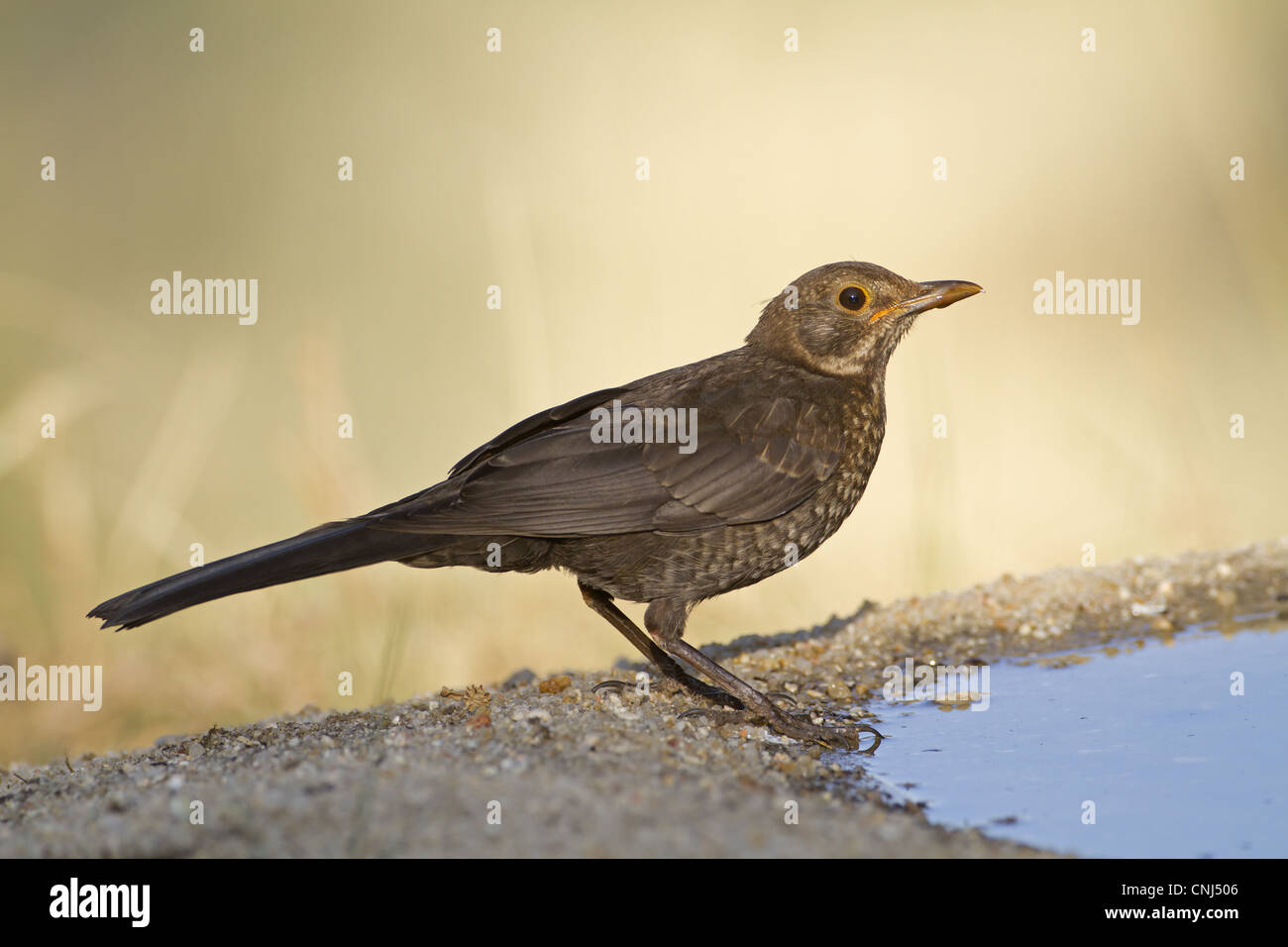 Northern water thrush hi-res stock photography and images - Alamy