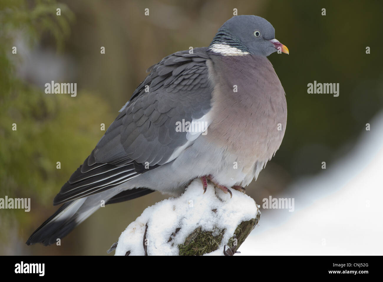 Pigeon post hi-res stock photography and images - Alamy