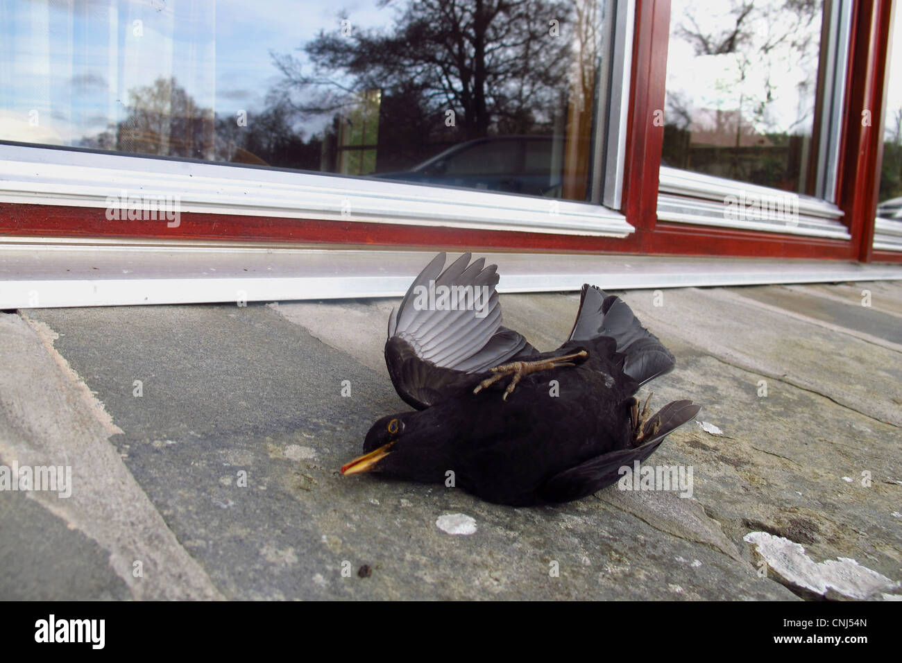 European Blackbird (Turdus merula) dead adult male, killed after ...
