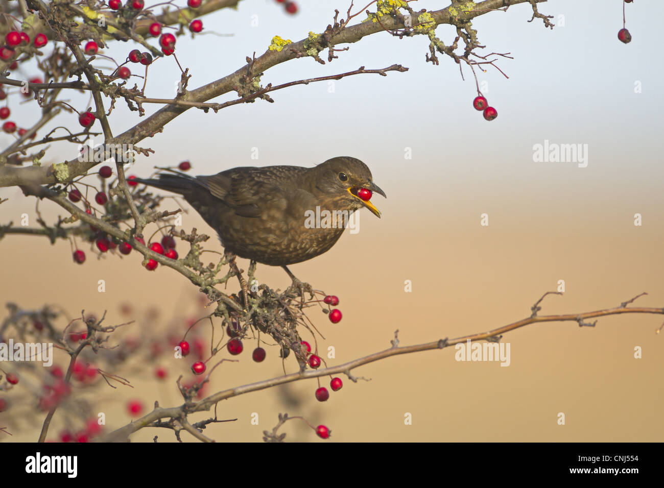 Blackbirds eating berries hi-res stock photography and images - Alamy