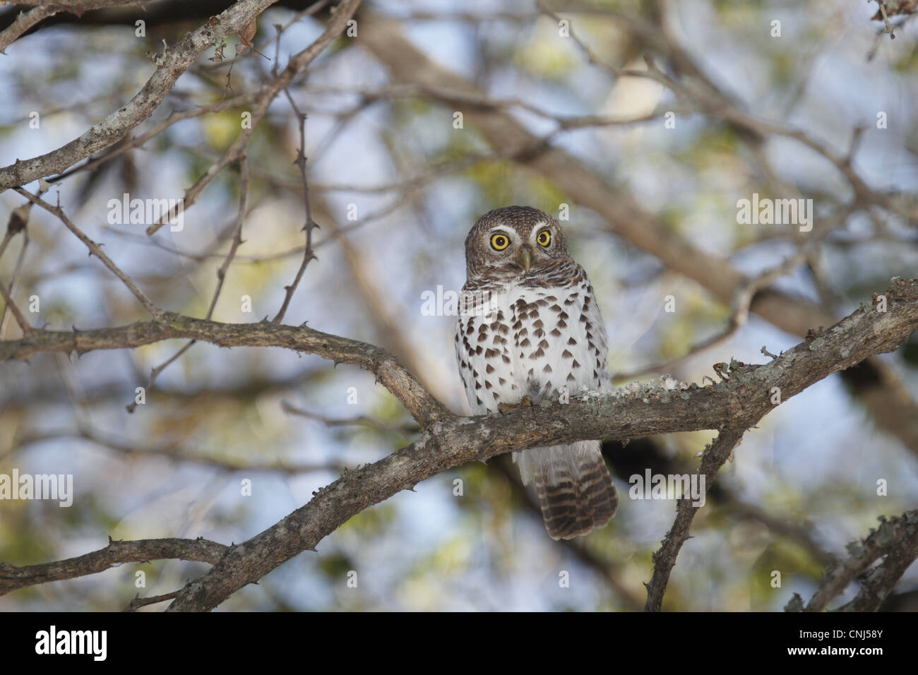 African Barred Owlet Glaucidium capense adult perched branch roosting ...