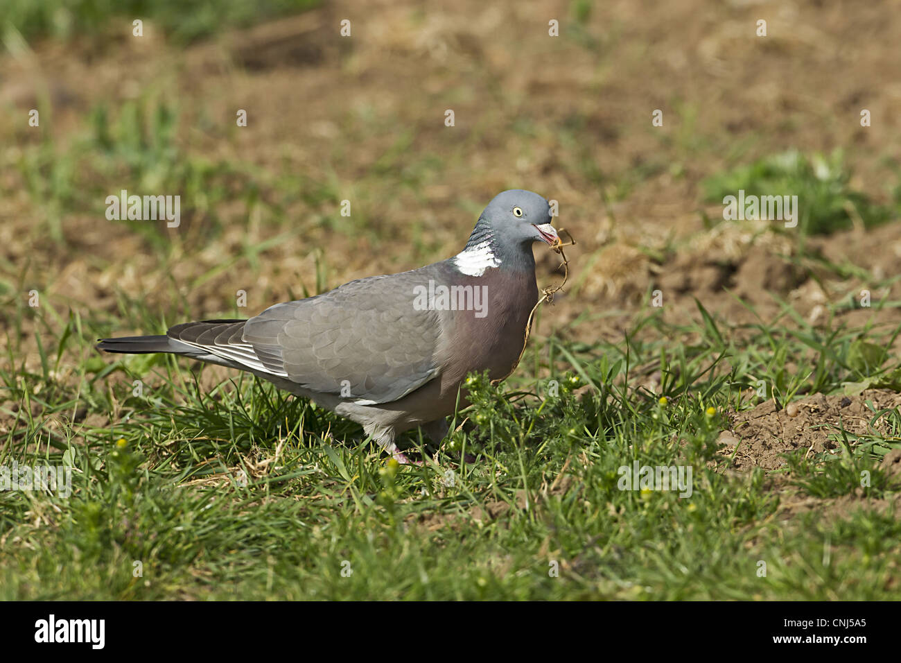 Wood pigeon collecting nesting material hi-res stock photography and ...