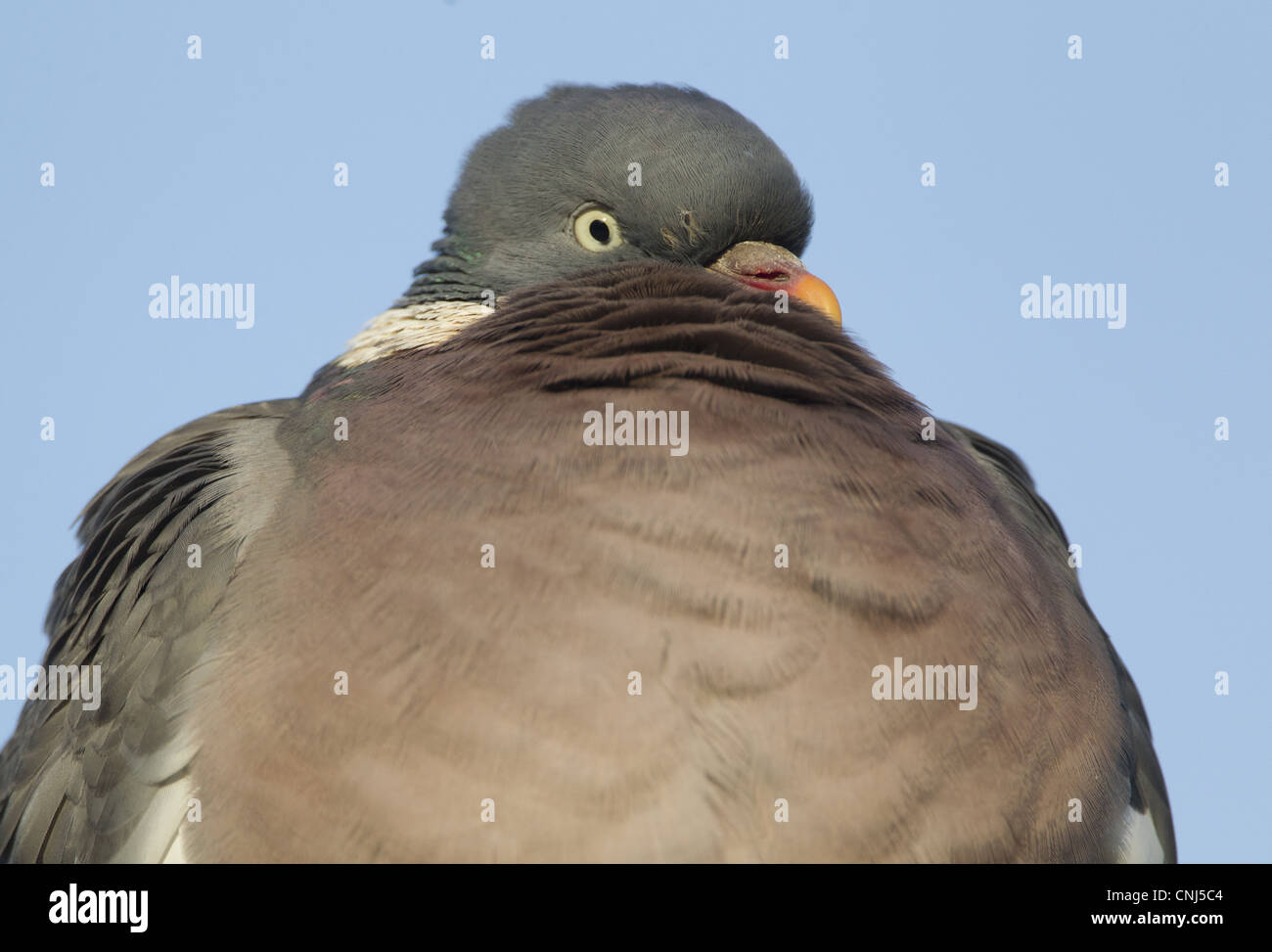 Pigeon head hi-res stock photography and images - Alamy