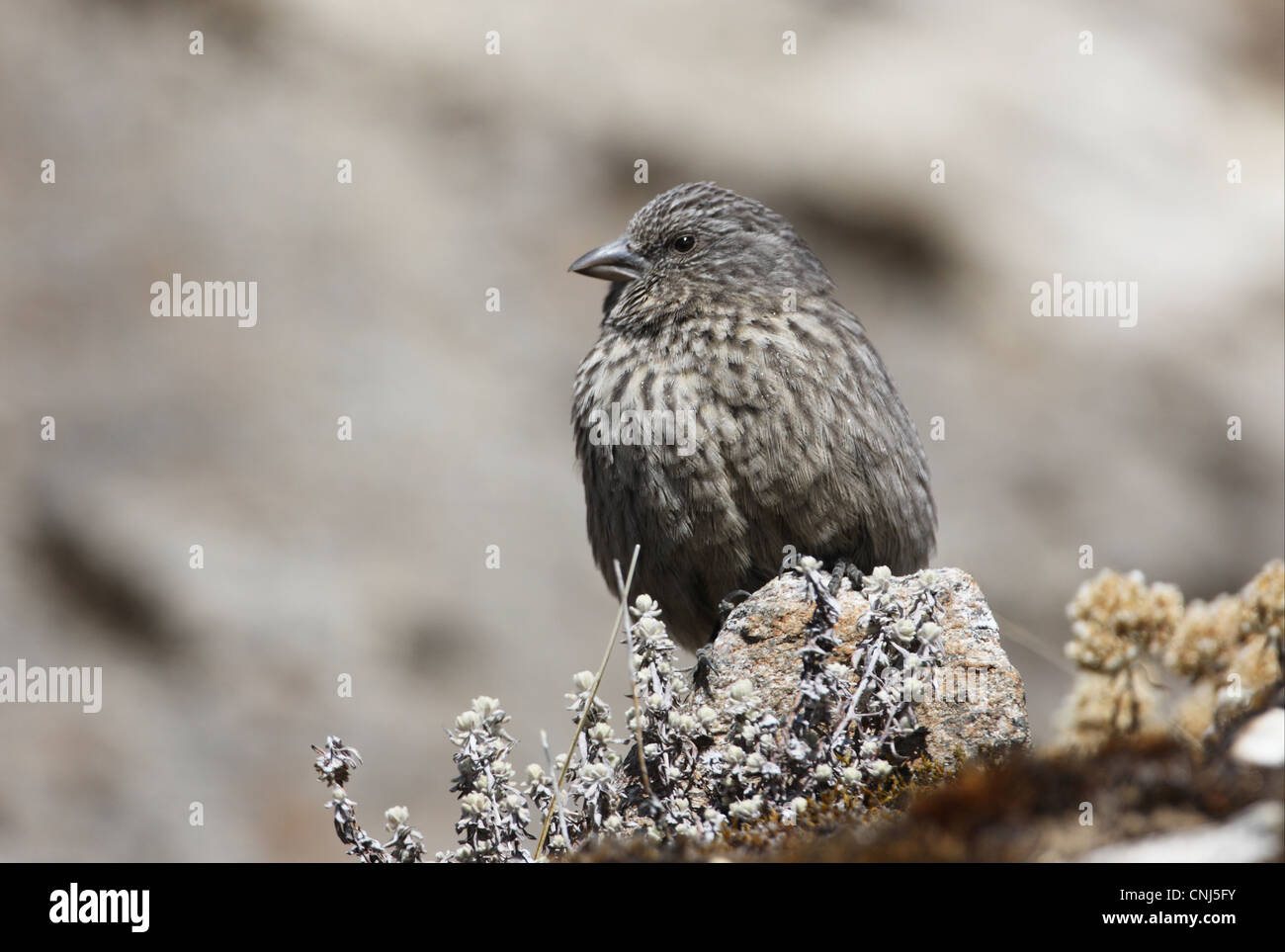 Indian finches hi-res stock photography and images - Alamy