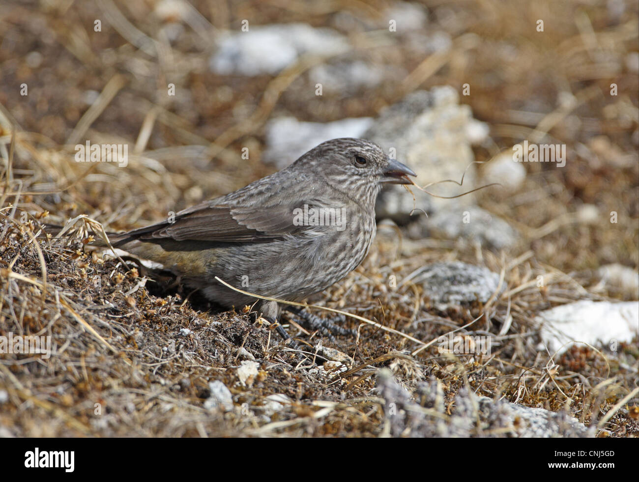 Black headed mountain finch hi-res stock photography and images - Alamy