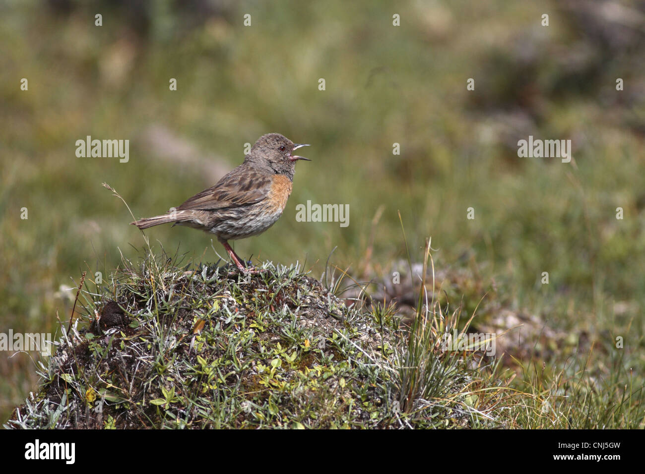 Robin Accentor (Prunella rubeculoides) adult, singing, standing on ...