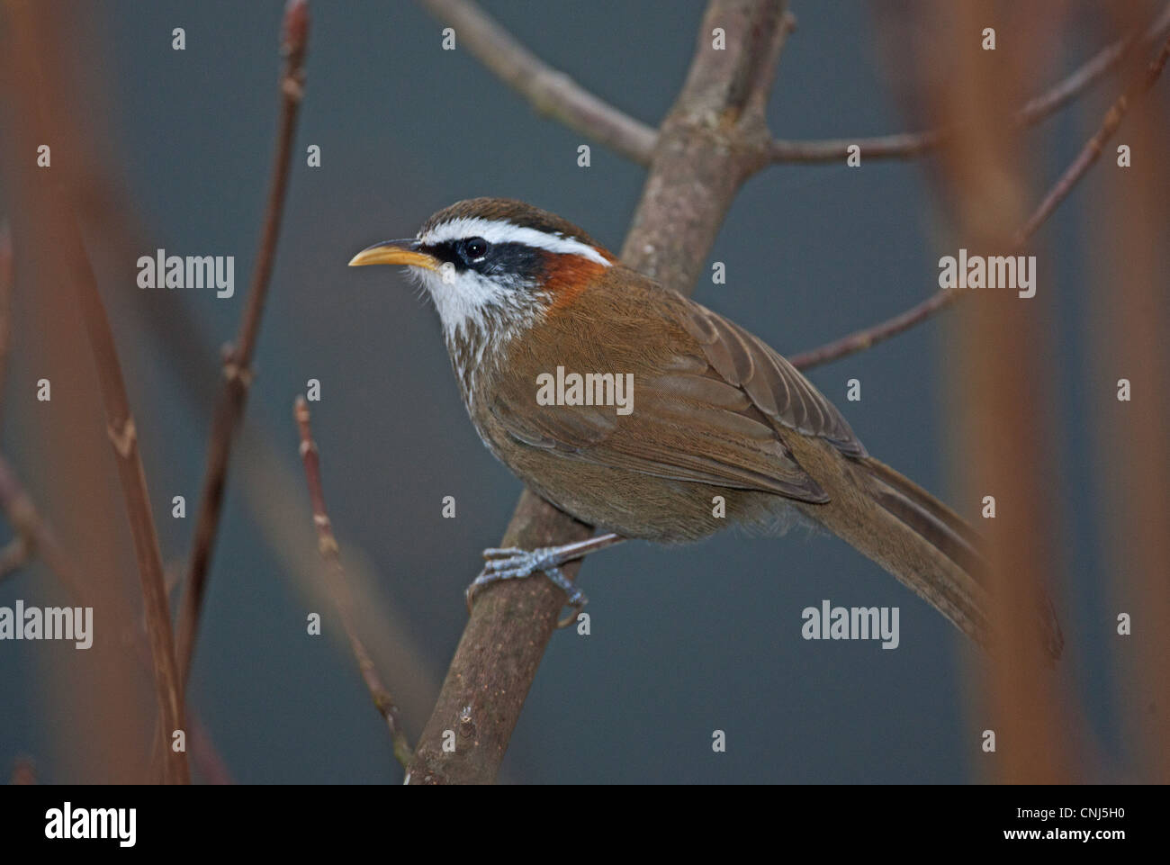 Streak breasted scimitar babbler pomatorhinus ruficollis adult hi-res ...