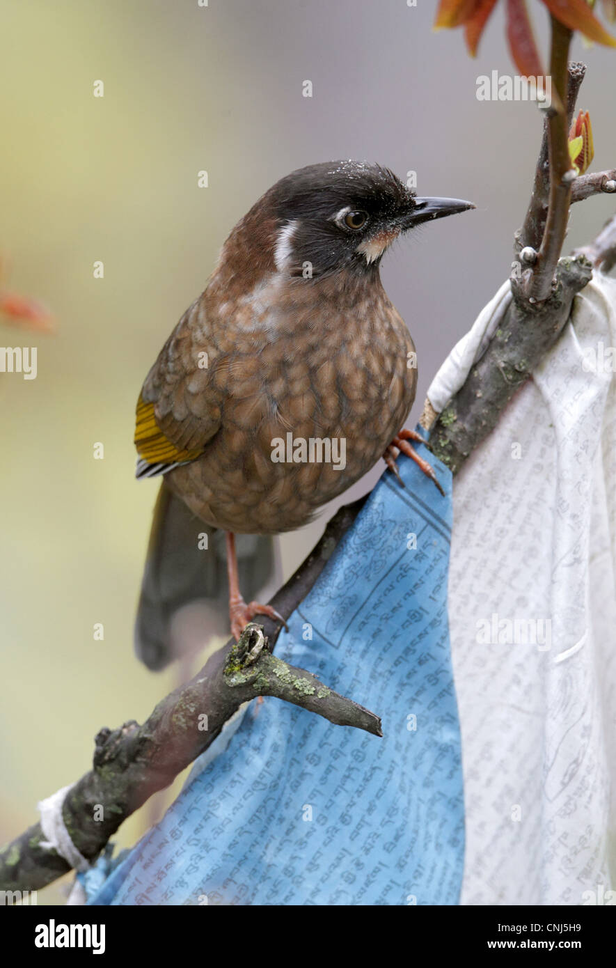 Garrulax affinis hi-res stock photography and images - Alamy