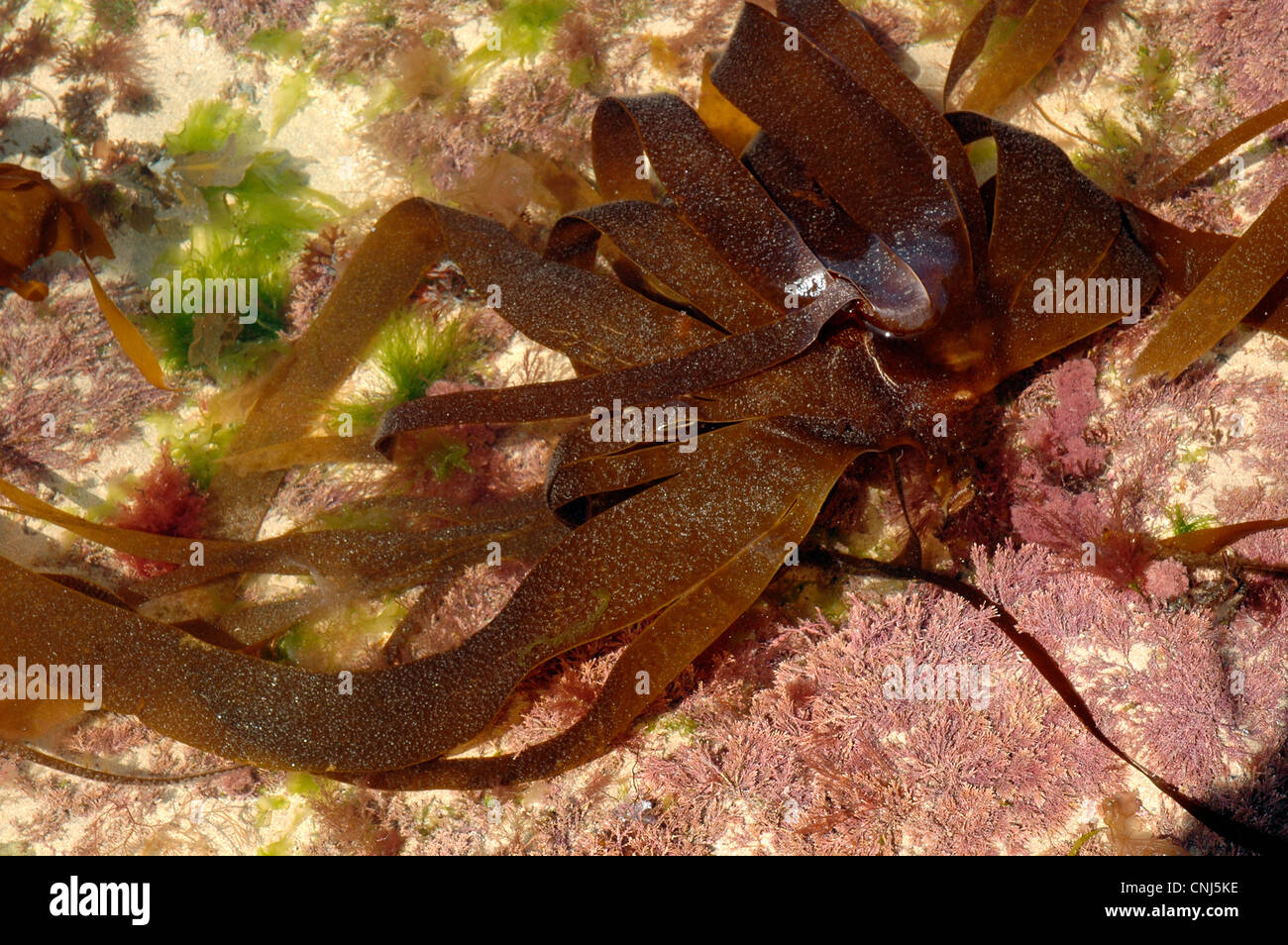 Furbelows (Saccorhiza polyschides) a brown seaweed or kelp exposed at ...