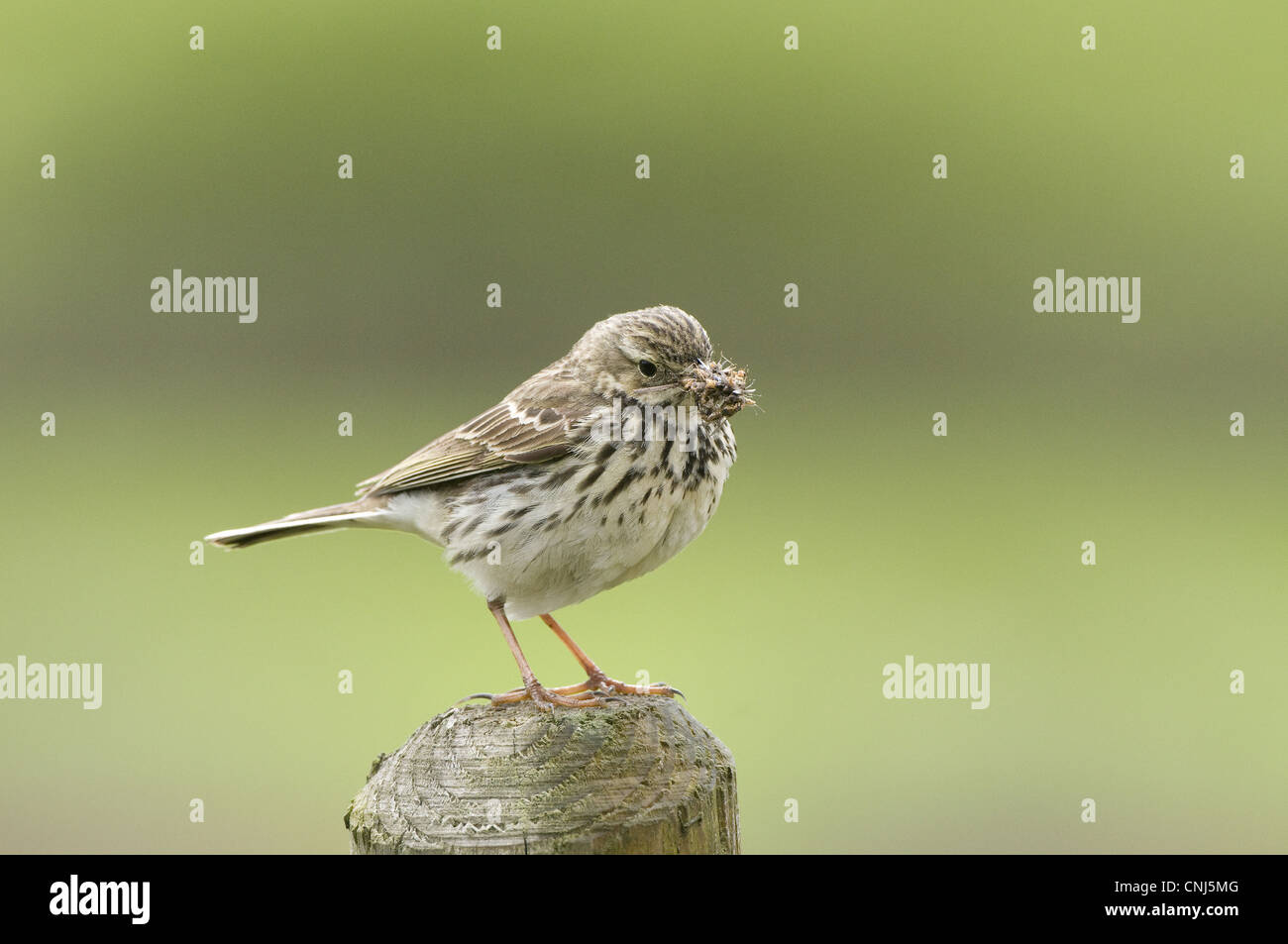 Meadow Pipit (Anthus pratensis) adult, with insects in beak, perched on ...