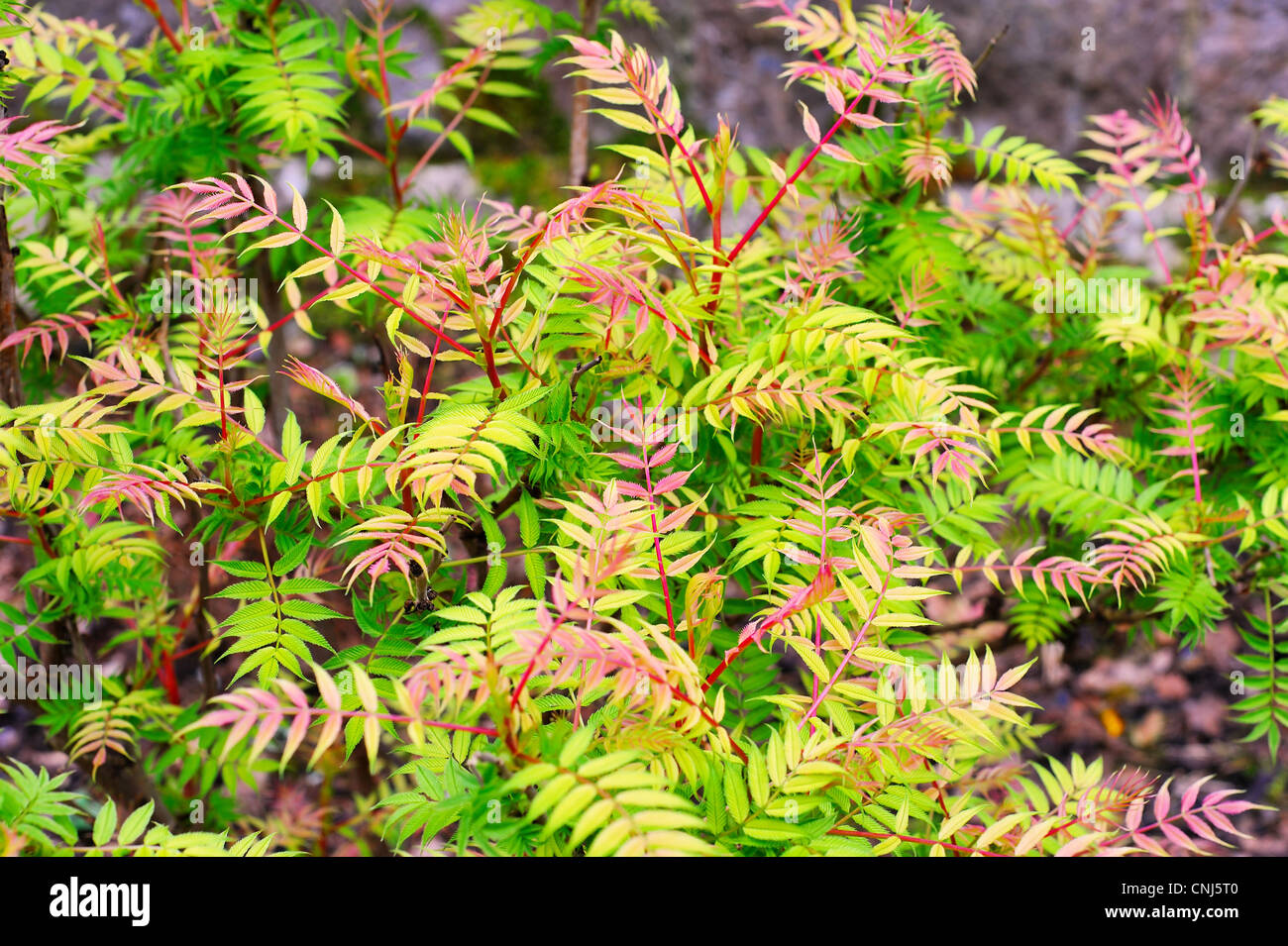 Beautiful colorful leaves Stock Photo - Alamy