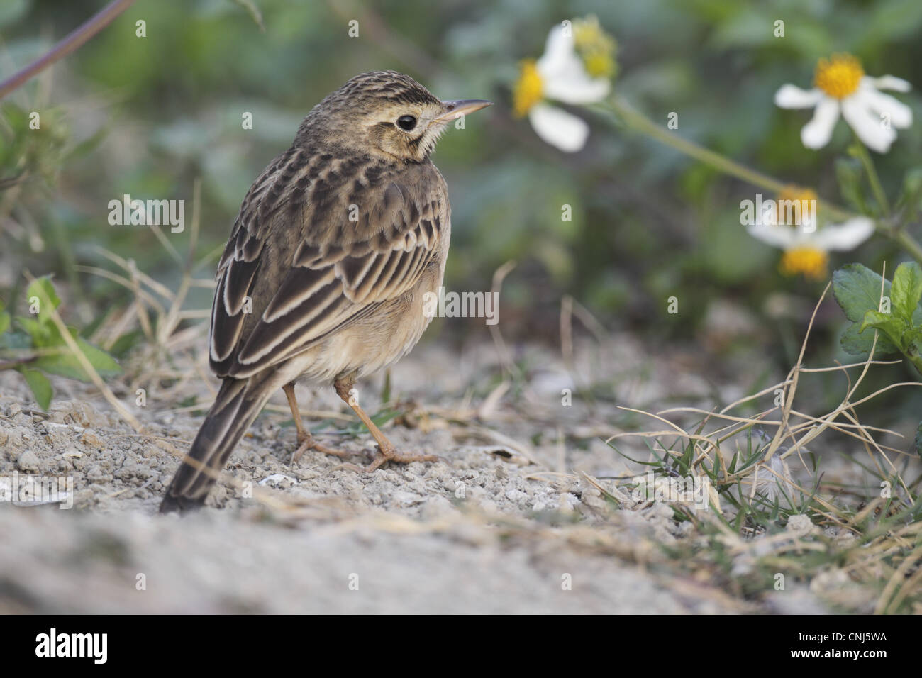Richard's Pipit (Anthus richardi) adult, standing amongst weeds, Hong ...