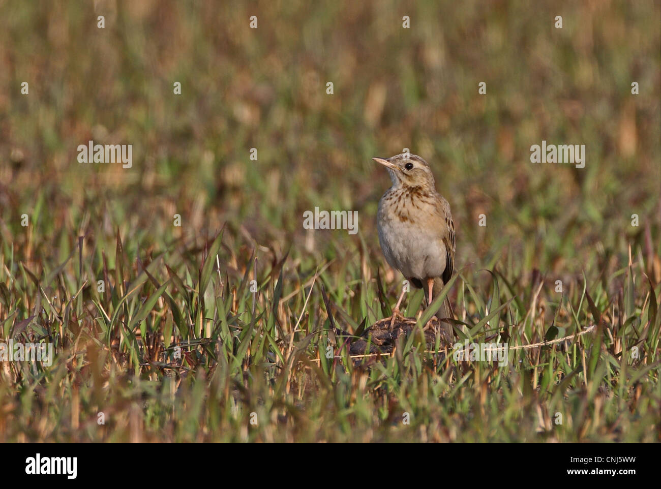 Richard's Pipit (Anthus richardi) adult, standing on cattle dropping ...