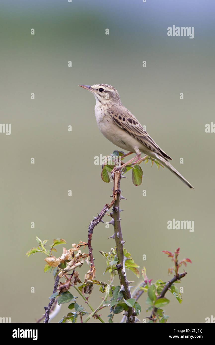 Tawny Pipit (Anthus campestris) adult, perched on wild rose bush ...