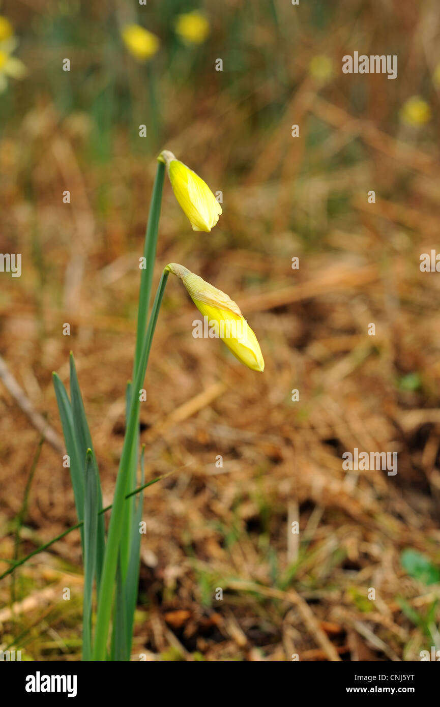 Daffodil leaves hi-res stock photography and images - Alamy