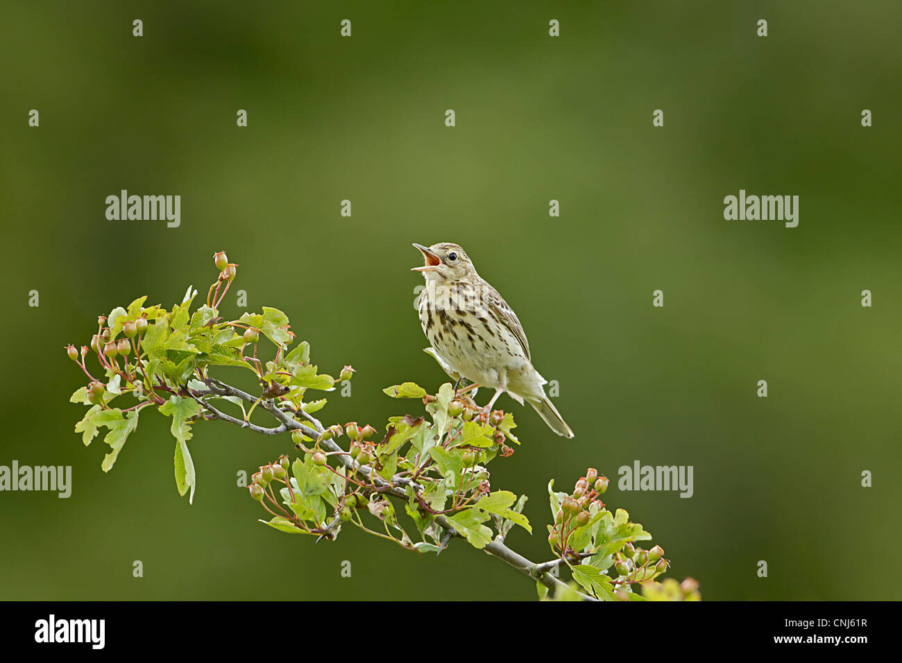 Tree pipit bird singing summer hi-res stock photography and images - Alamy