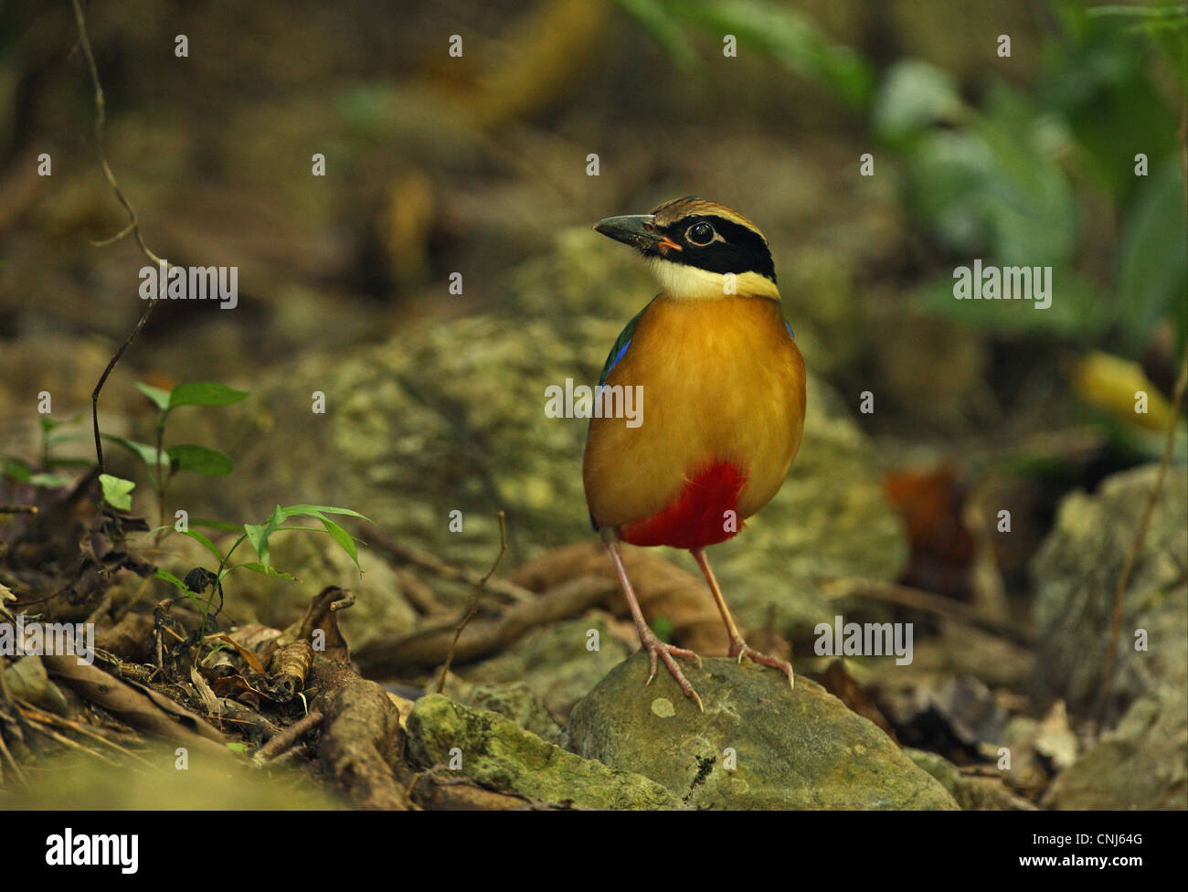 Blue-winged Pitta Pitta moluccensis immature first winter plumage ...