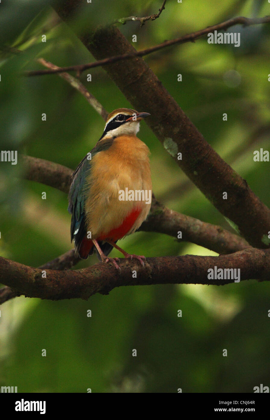 Indian pitta bird hi-res stock photography and images - Alamy